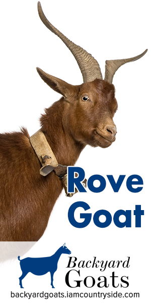 Rove Goat - Breed Profile - Goat Journal